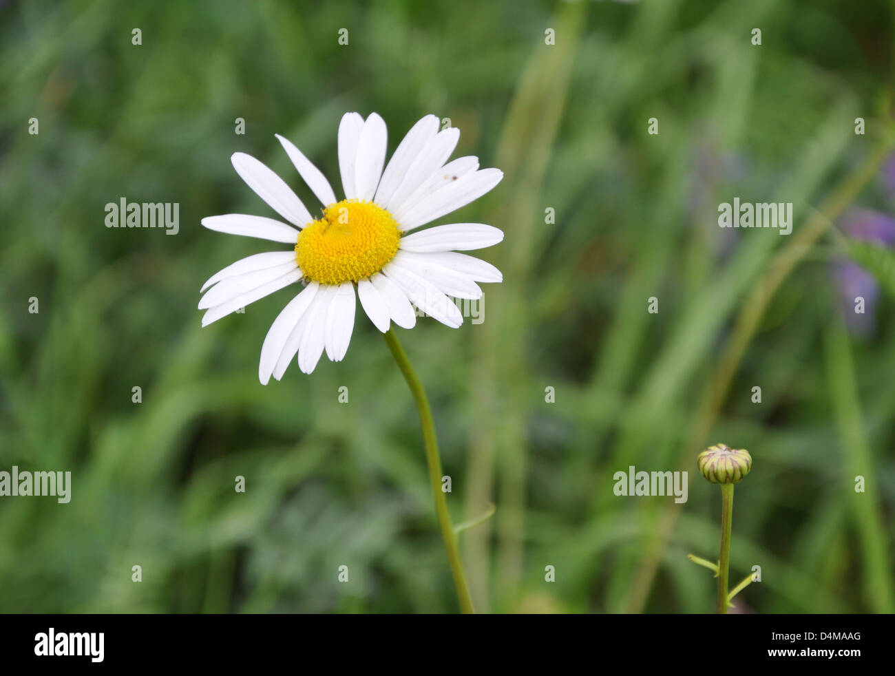 Gerbera bud hi-res stock photography and images - Alamy