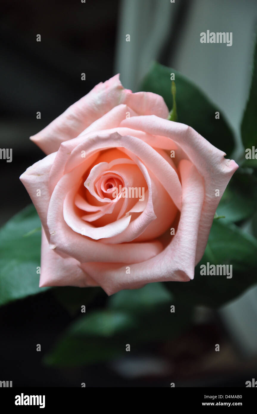 Sweetheart rose hi-res stock photography and images - Alamy