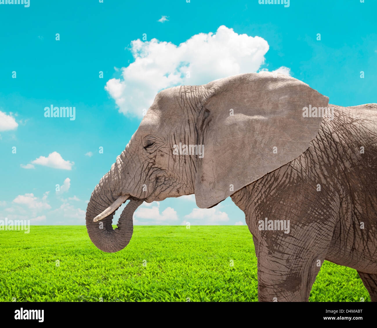Portrait of huge African elephant in nature Stock Photo - Alamy