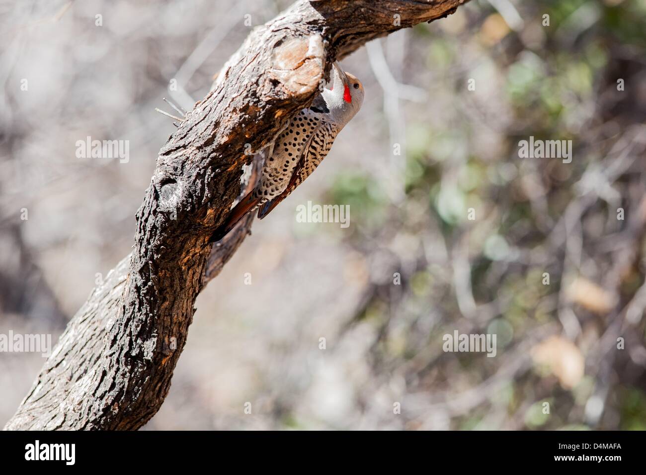 Feb. 7, 2013 - Tucson, Arizona, U.S - A Northern Flicker, one of a ...