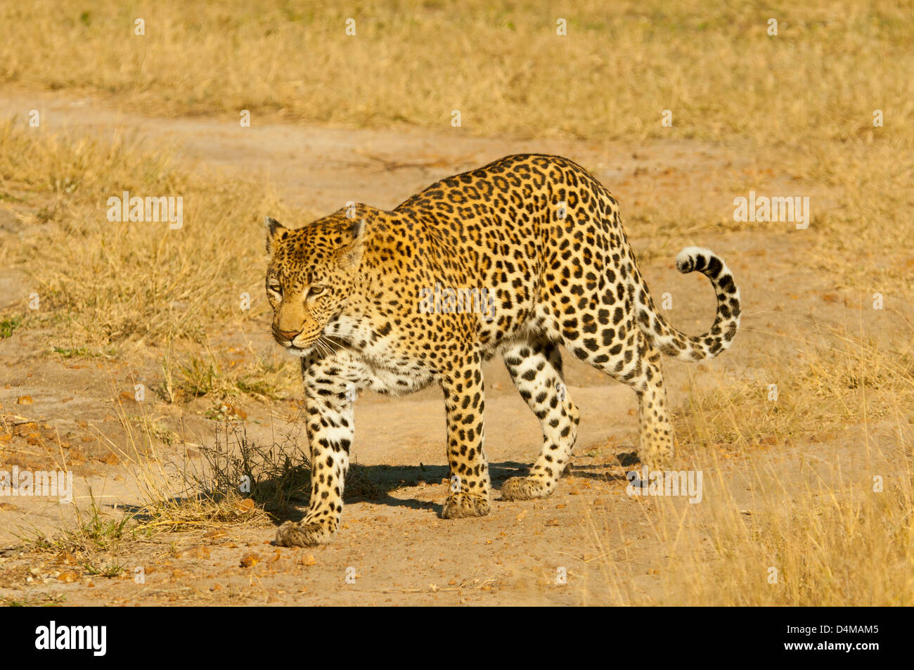 Female hunter native hi-res stock photography and images - Alamy