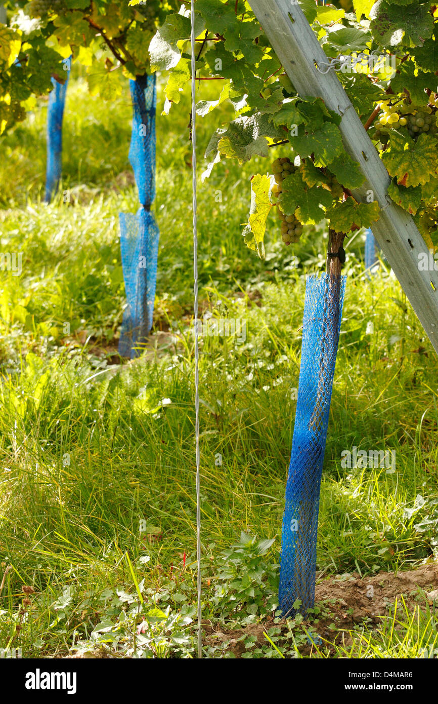Protection from browsing deer hi-res stock photography and images - Alamy