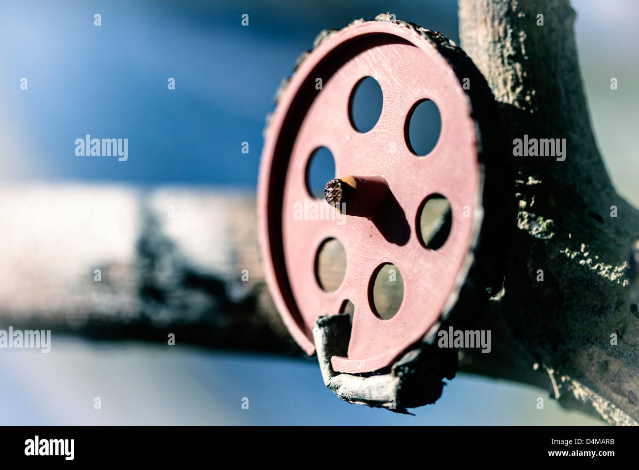 Catherine wheel a year on Stock Photo - Alamy