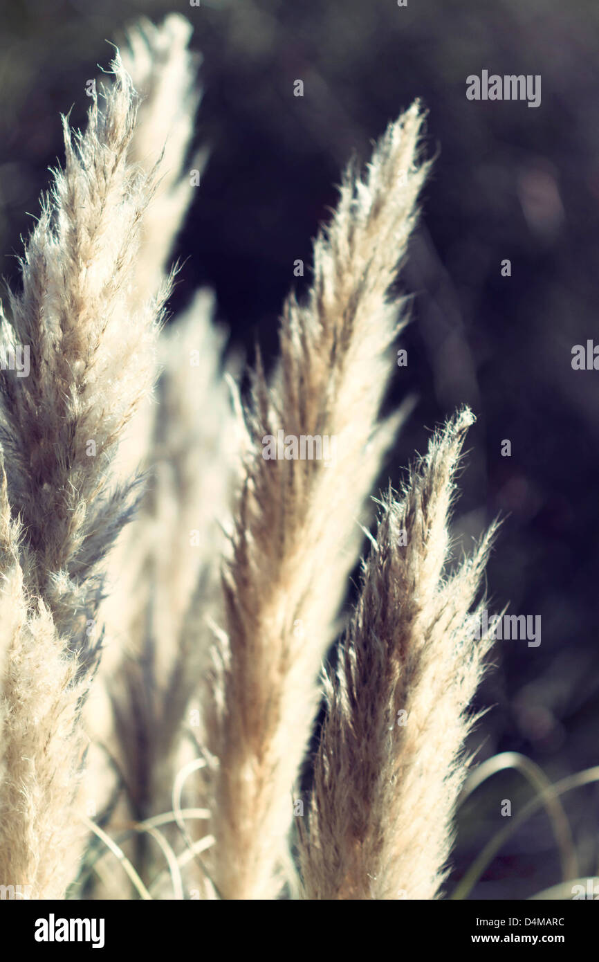 Fluffy grass with dark background Stock Photo - Alamy