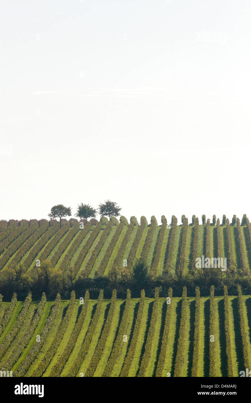 Rheinhessen and vineyards hi-res stock photography and images - Alamy