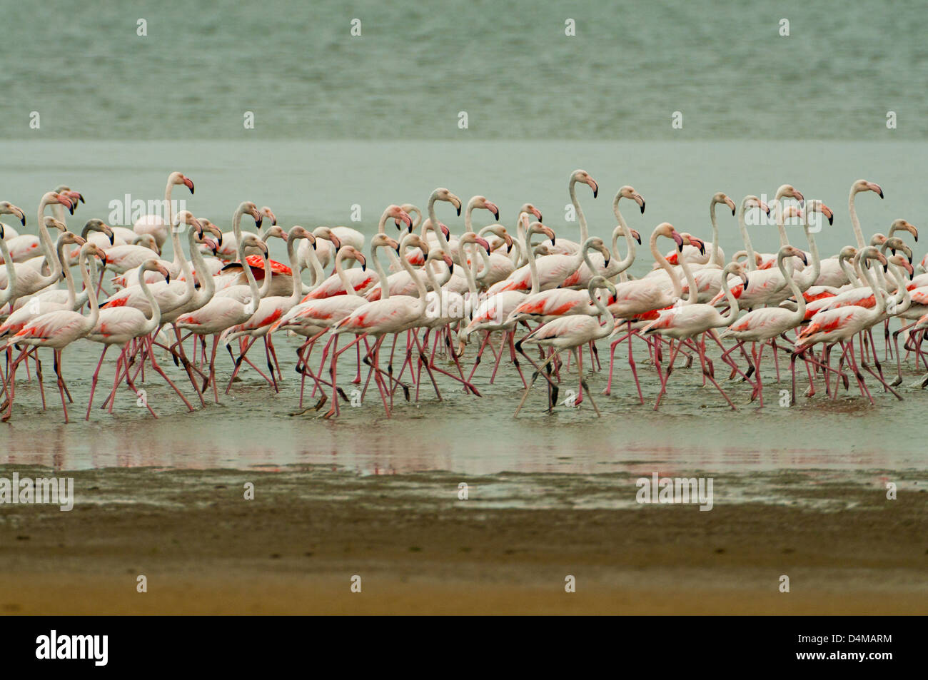 Greater Flamingos at Walvis Bay Lagoon, Walvis Bay, Namibia Stock Photo ...