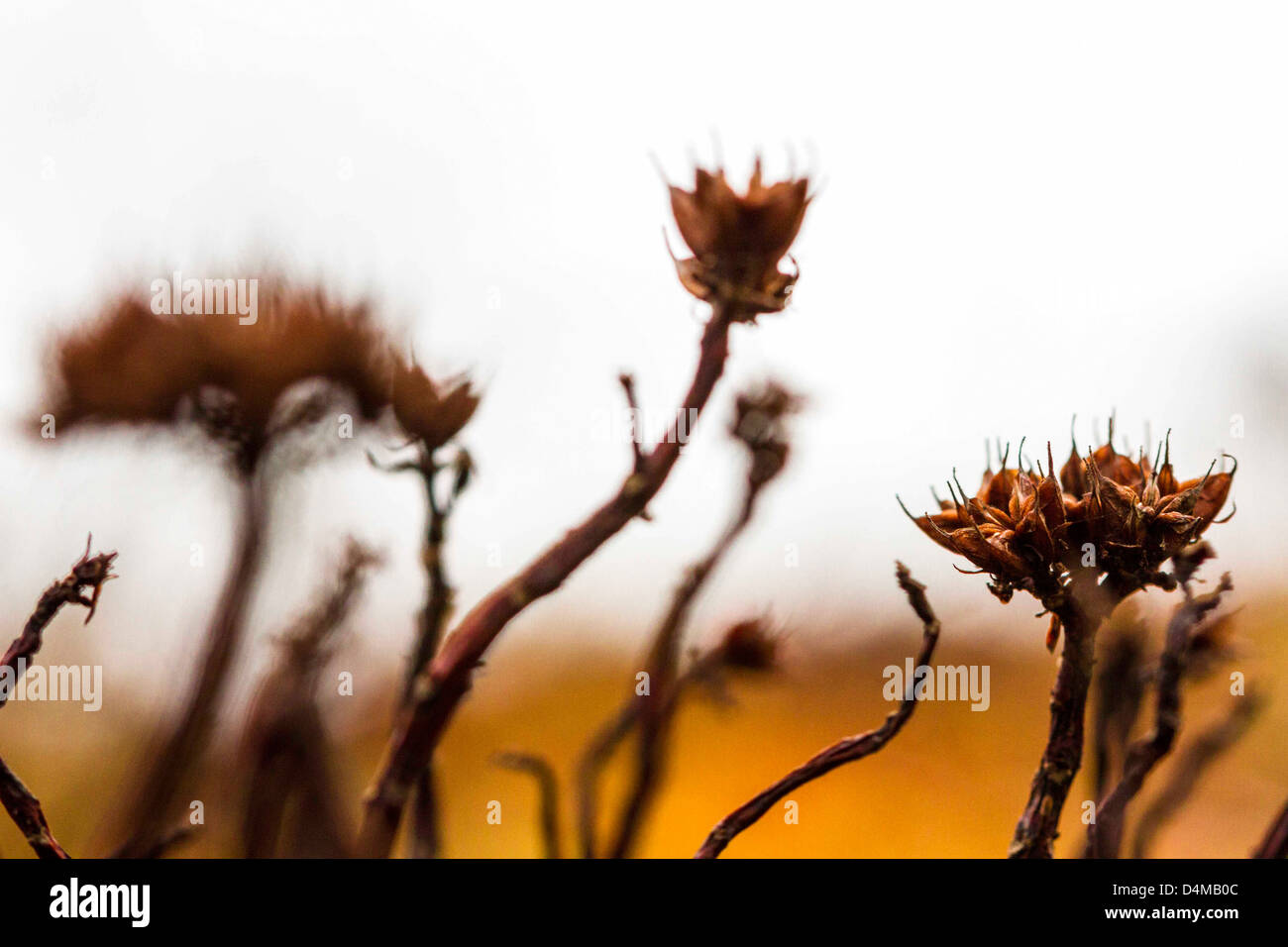 Bendy trees hi-res stock photography and images - Alamy