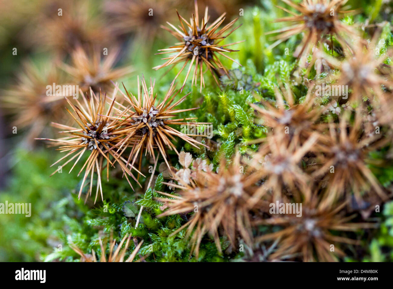 Spiny balls on a bed of green foliage Stock Photo - Alamy