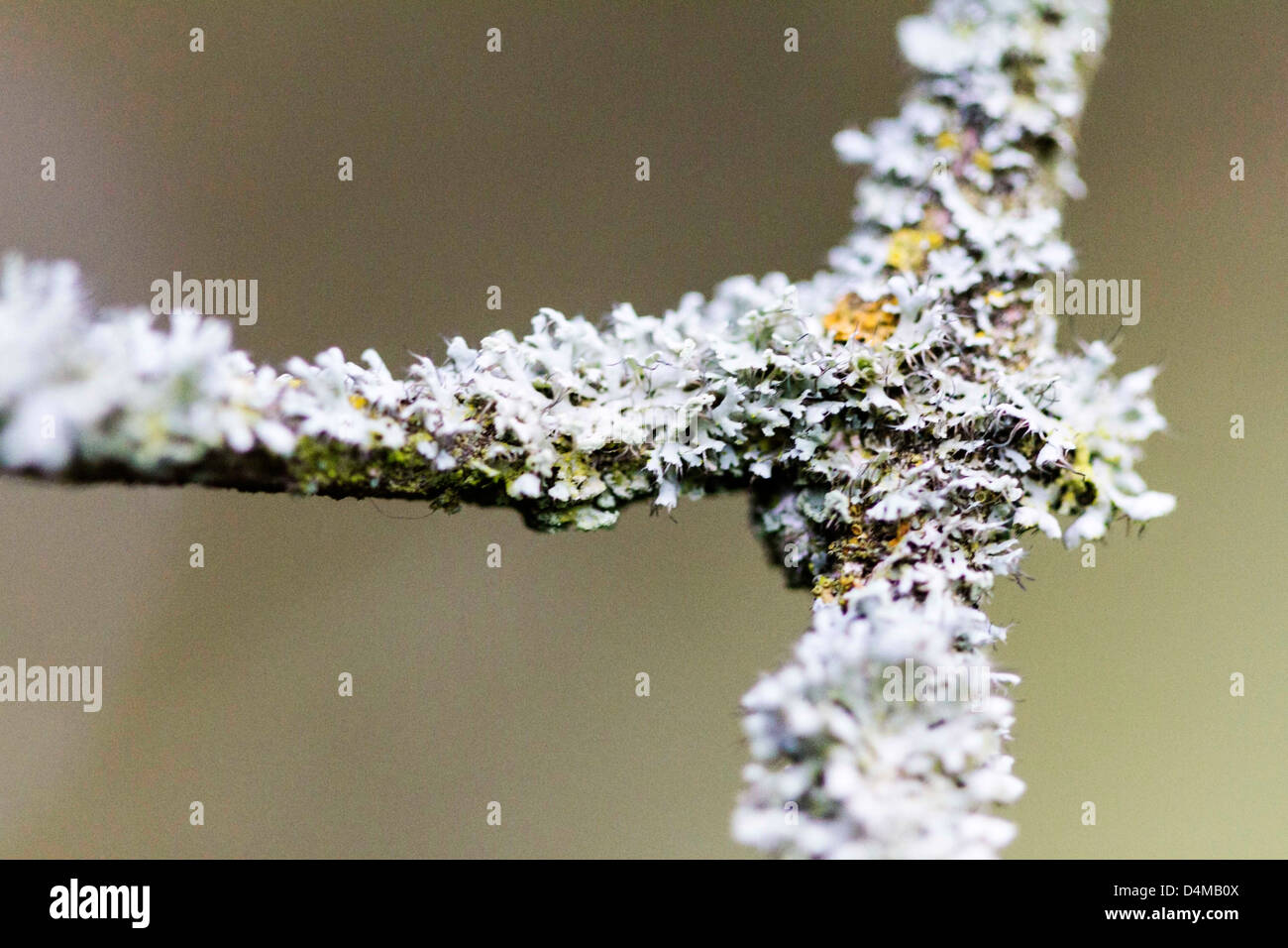 T-shaped branch covered in thick lichen Stock Photo - Alamy