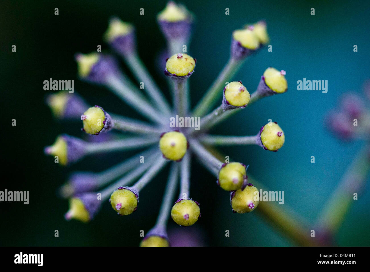 Seed cluster hi-res stock photography and images - Alamy