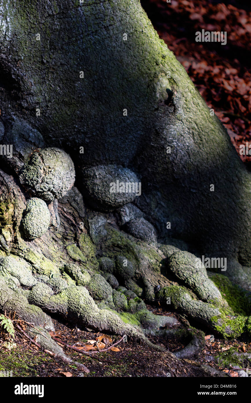 Root nodules hi-res stock photography and images - Alamy