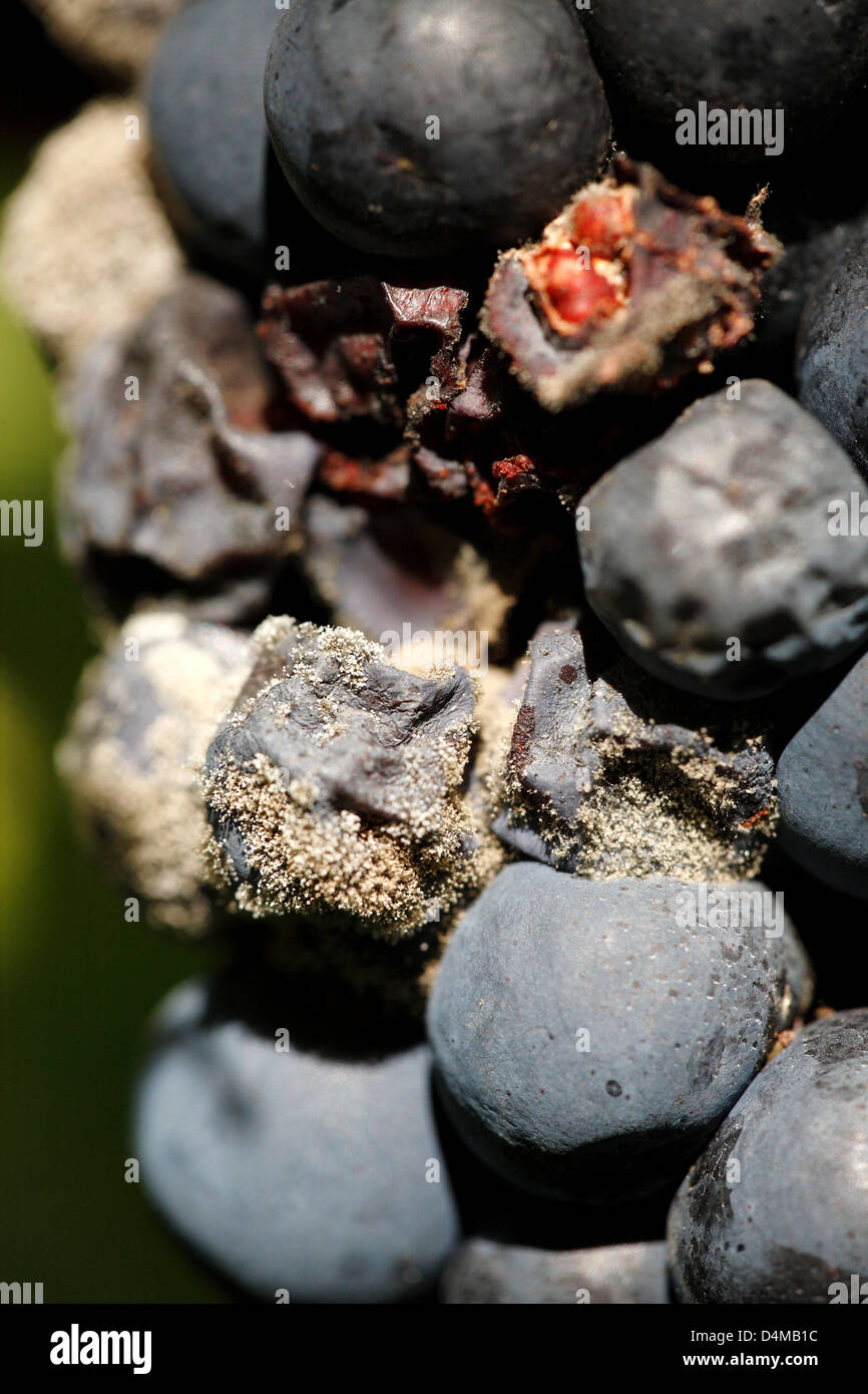 Botrytis grapes hi-res stock photography and images - Alamy