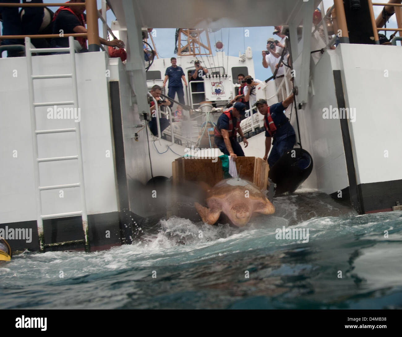 A group of volunteers participated in a turtle release event along the ...