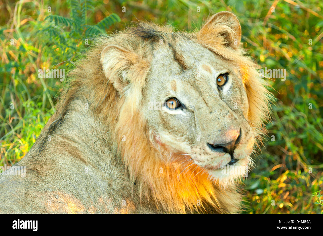 Male Lion at Khwai River, near Moremi Reserve, Botswana Stock Photo - Alamy