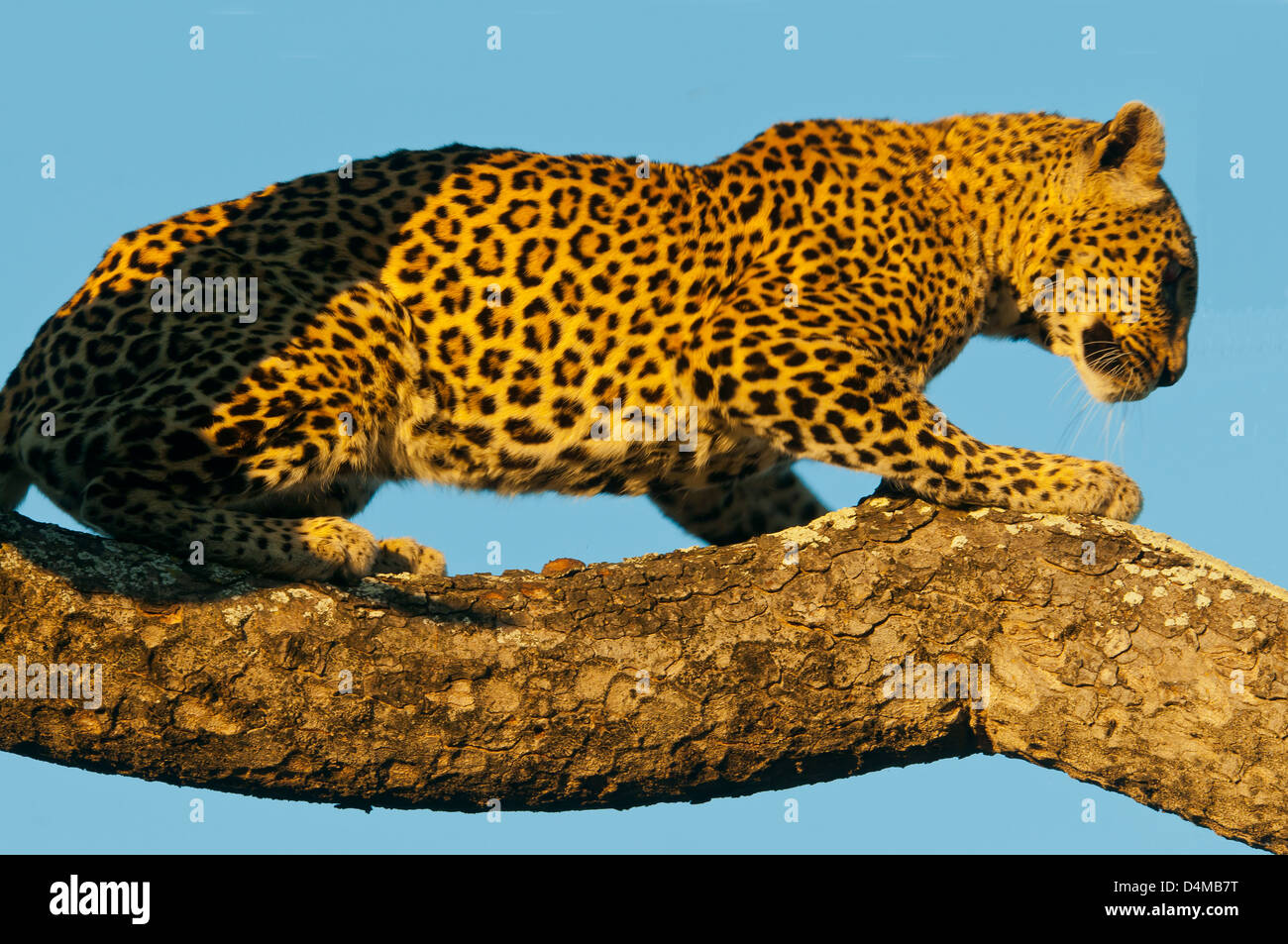 Old Female Leopard in Tree at Sabi Sands Private Game Reserve ...