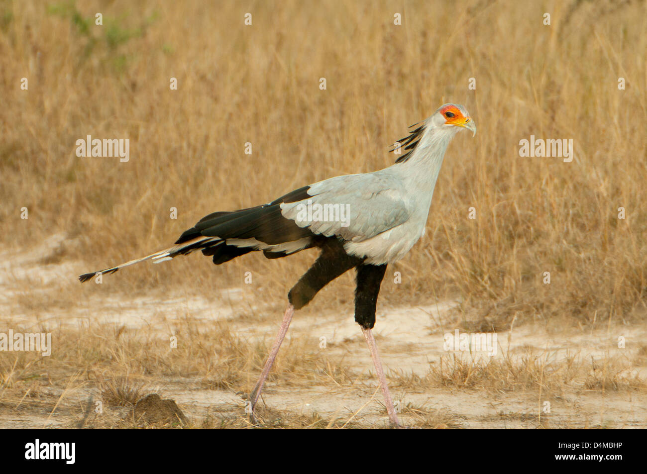 Secretary Bird Hunting High Resolution Stock Photography and Images - Alamy