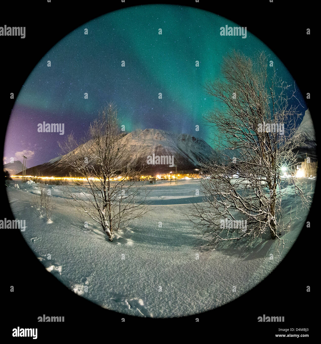 Northern lights and trees hi-res stock photography and images - Alamy