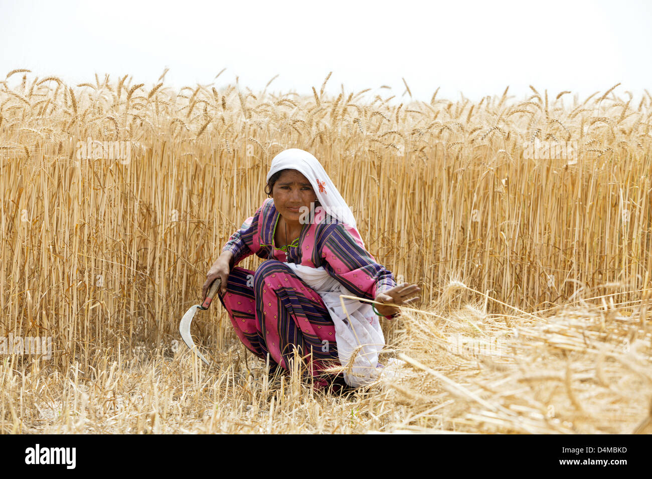 Hamzomahar, Pakistan, women working in the fields Stock Photo - Alamy