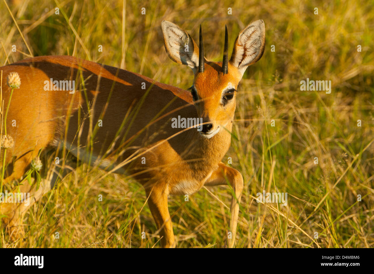 Steenbok botswana african hi-res stock photography and images - Alamy