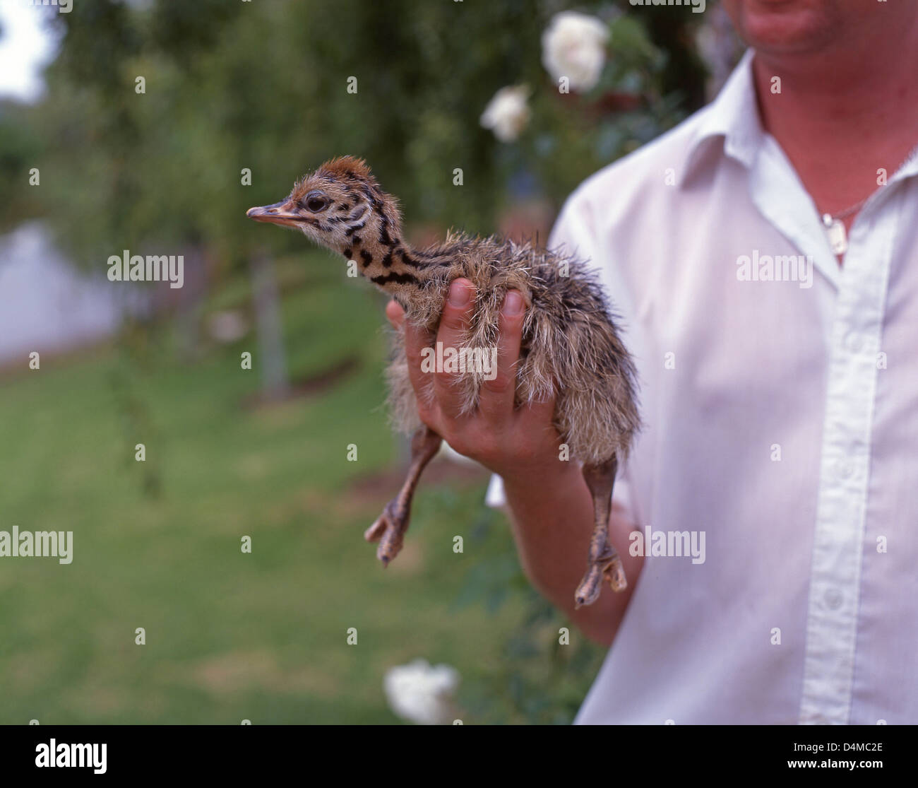 Ranger holding ostrich chick at Cango Ostrich Show Farm, Oudtshoorn ...