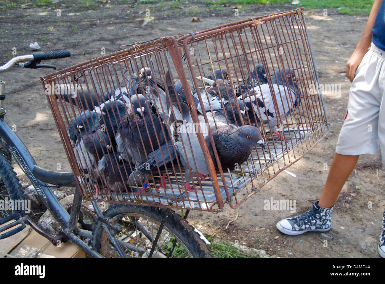 Cuba pigeons hi-res stock photography and images - Alamy
