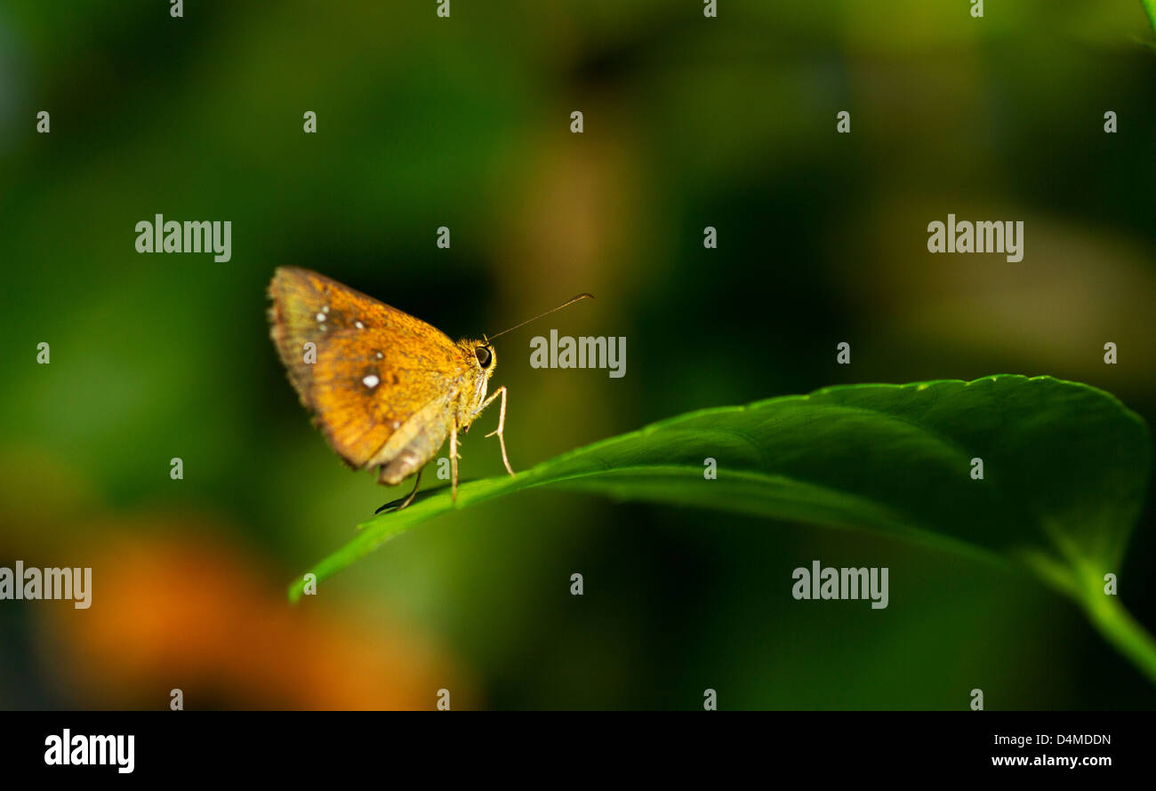 a tiny butterfly Stock Photo - Alamy
