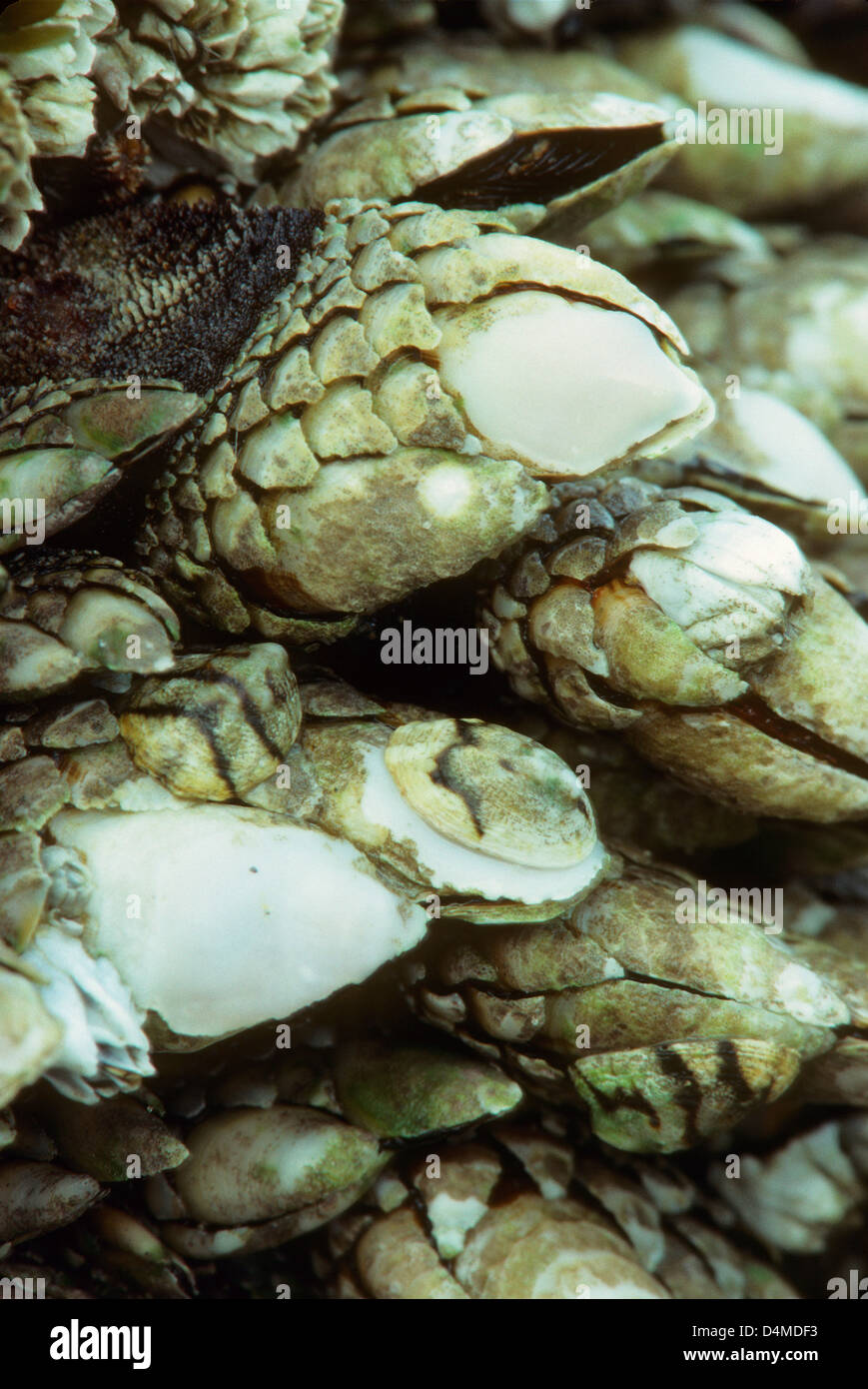 Gooseneck barnacles, Ecola State Park, Oregon Stock Photo - Alamy