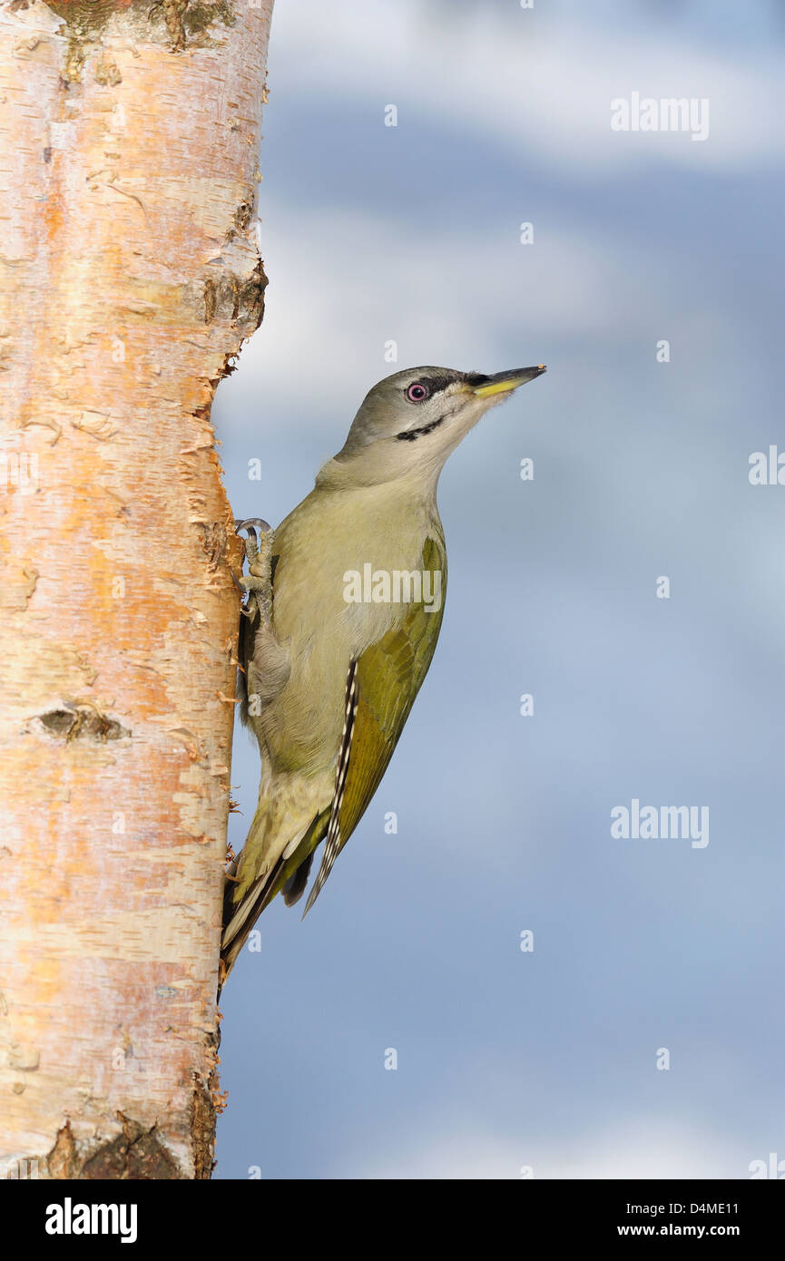 Grauspecht, Weibchen (Picus canus) Grey-headed Woodpecker, female ...