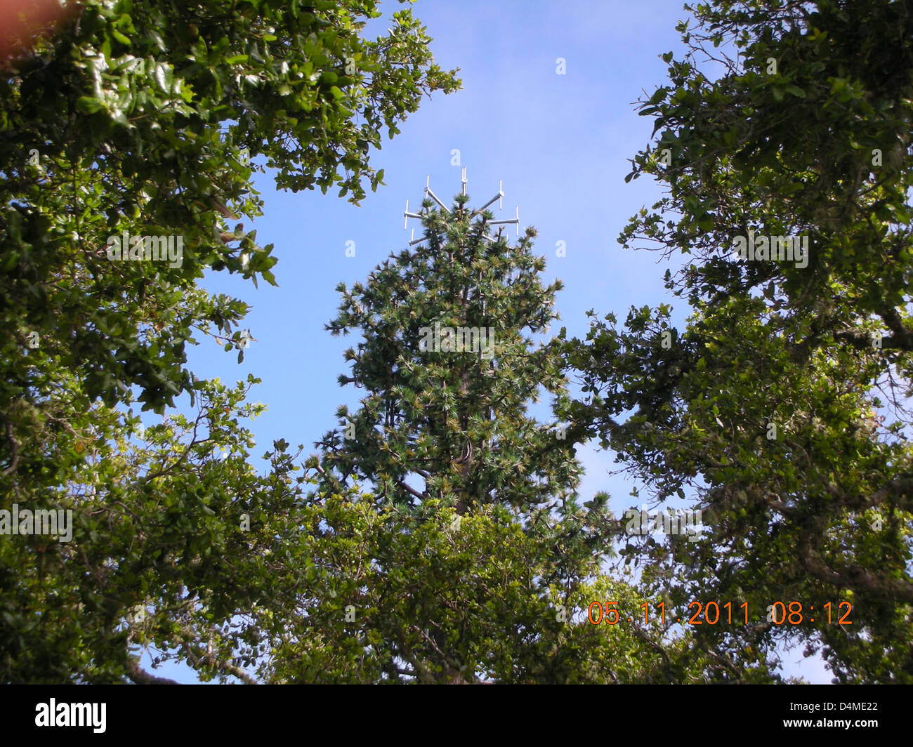 Monopine hi-res stock photography and images - Alamy