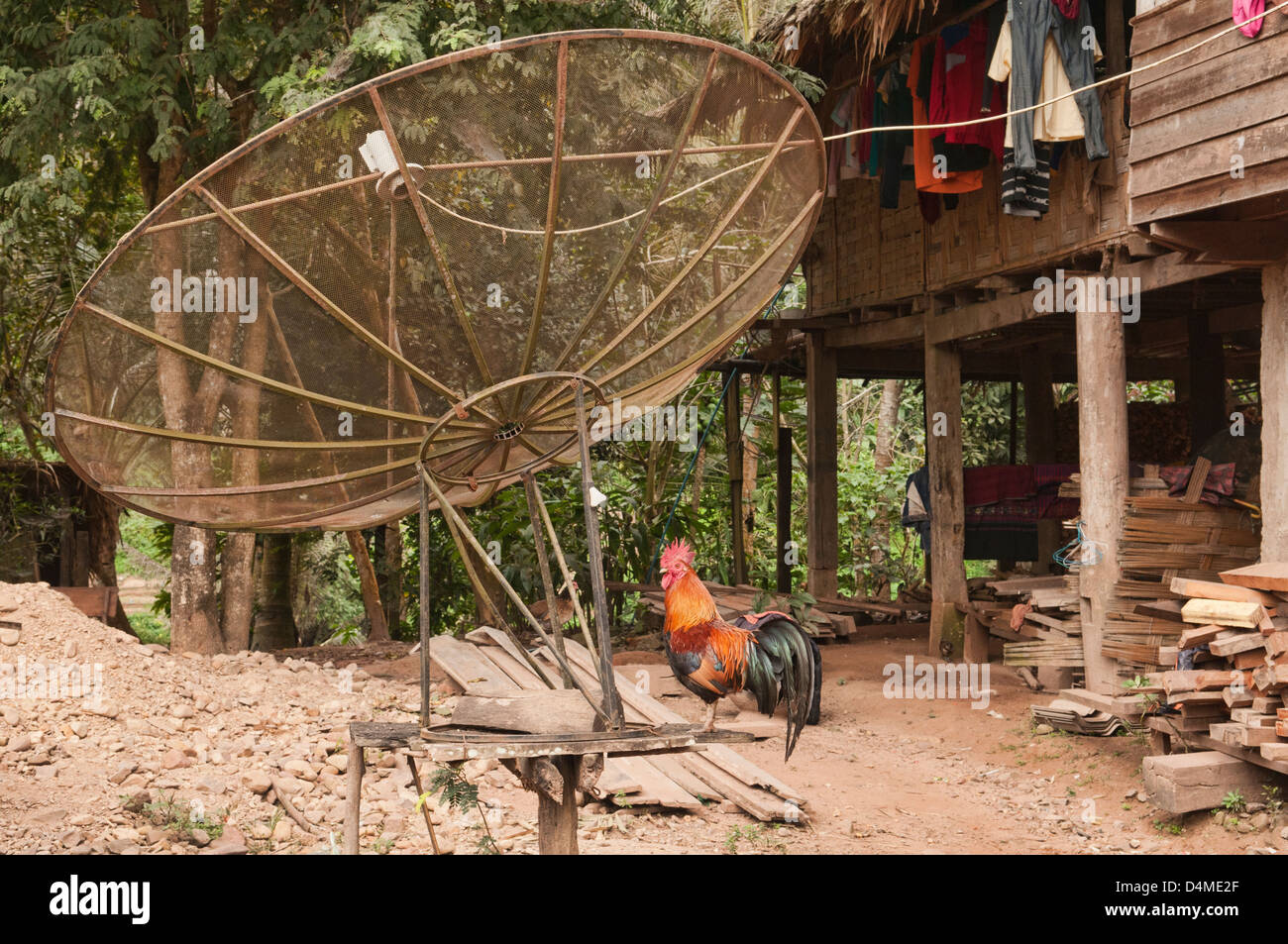 satellite dish holder and rooster in rural Khmu village, Luang Nam Tha ...