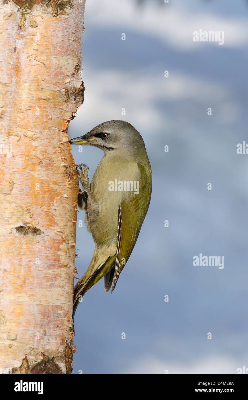 Grauspecht, Weibchen (Picus canus) Grey-headed Woodpecker, female ...