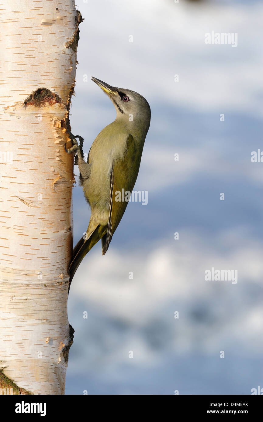 Grauspecht, Weibchen (Picus canus) Grey-headed Woodpecker, female ...