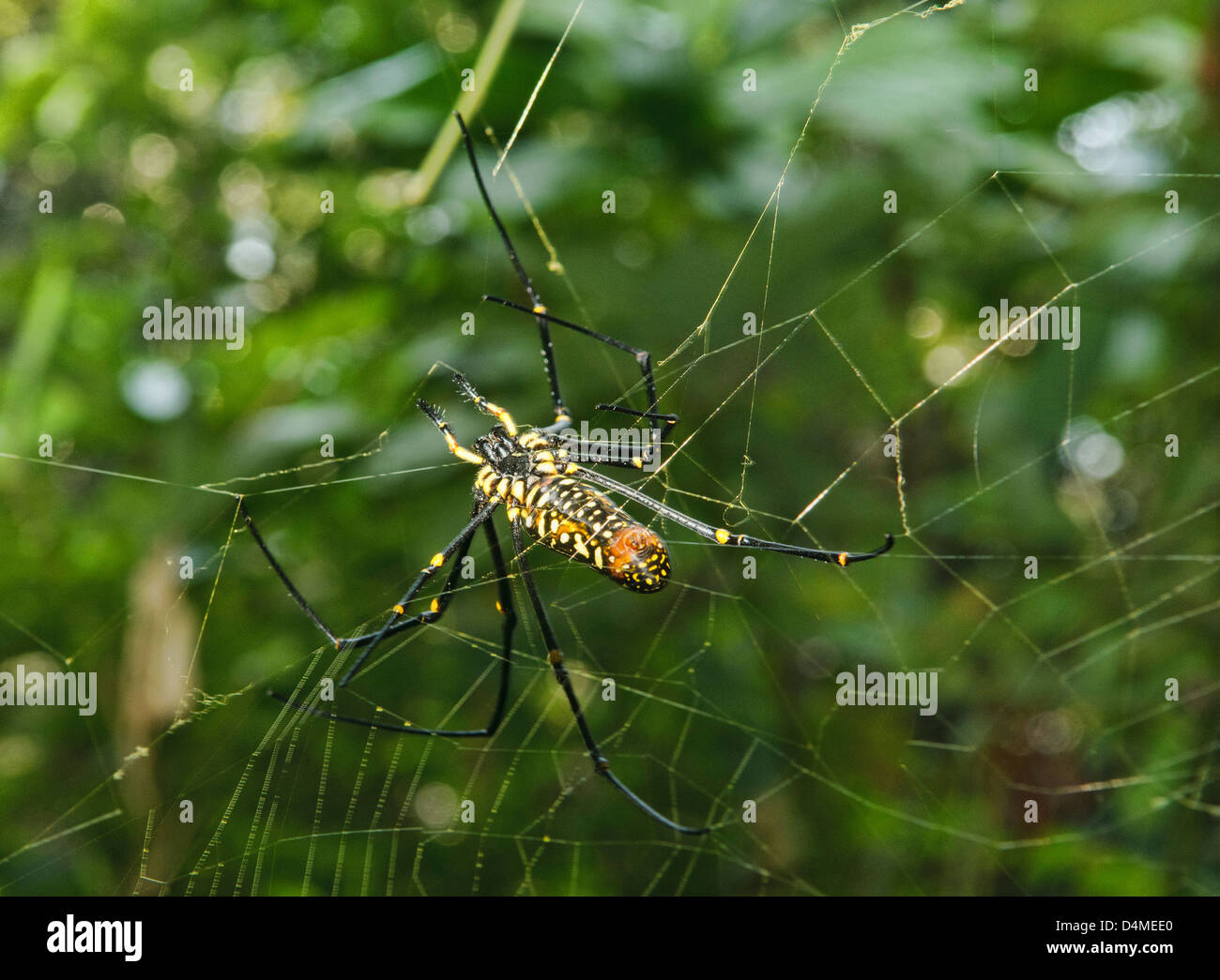 Giant wood spider (Nephila maculata), Phongsaly, Laos Stock Photo - Alamy