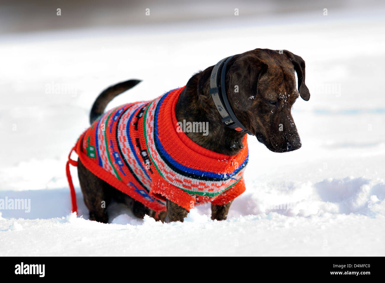 dog in the snow Stock Photo - Alamy