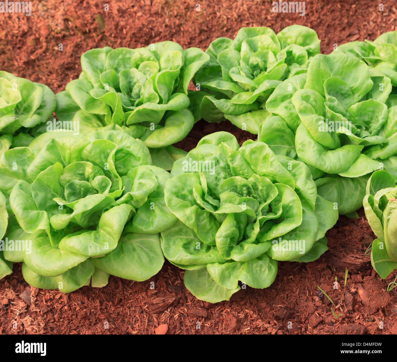 Fresh and tasty lettuce plantation, top view Stock Photo - Alamy