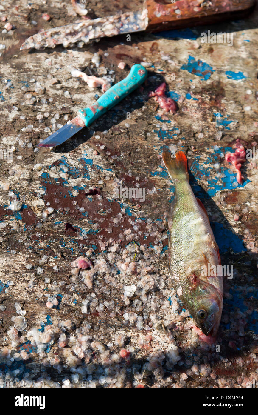 Kiss Field, Poland, fish scales and fish in the fishing boat Stock ...