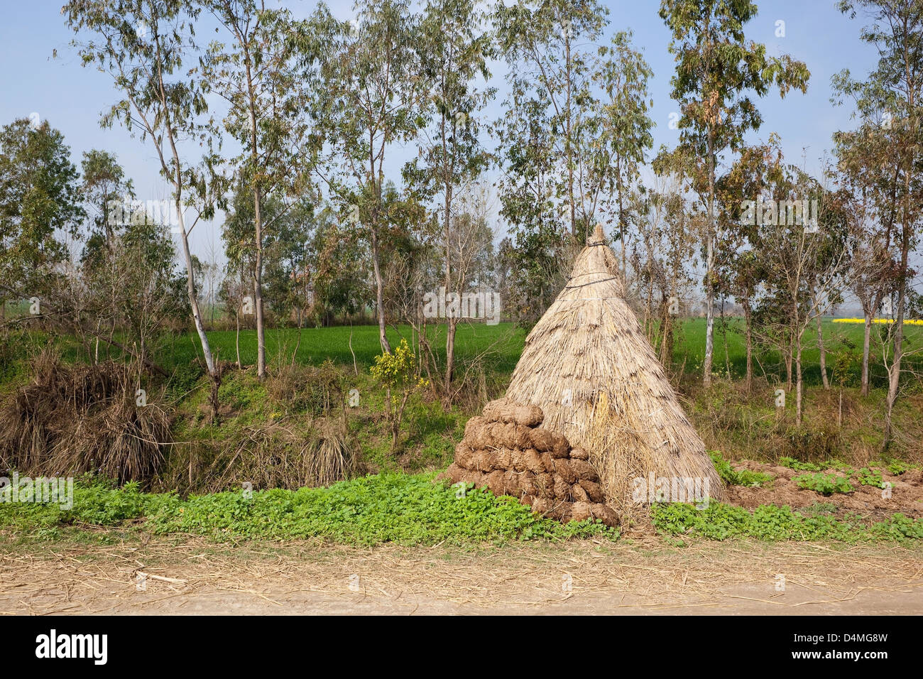 A small hay stack with dung cakes in the agricultural state of Punjab ...