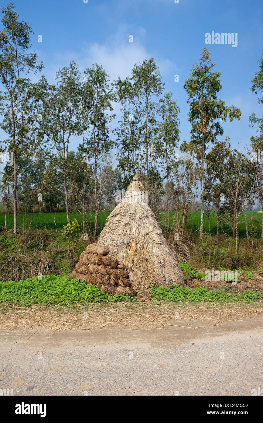 A small hay stack with dung cakes in the agricultural state of Punjab ...