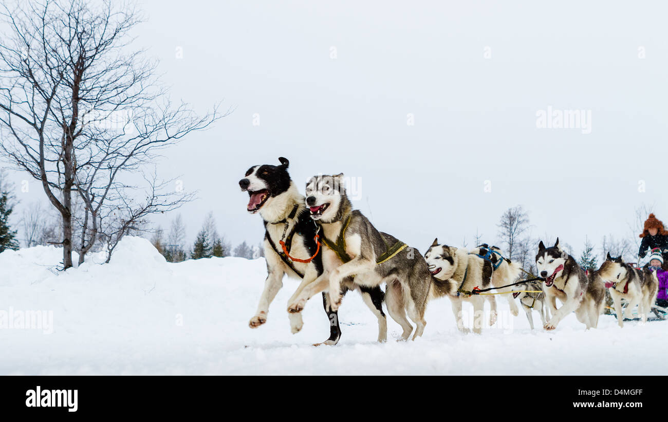Sled dog team hi-res stock photography and images - Alamy