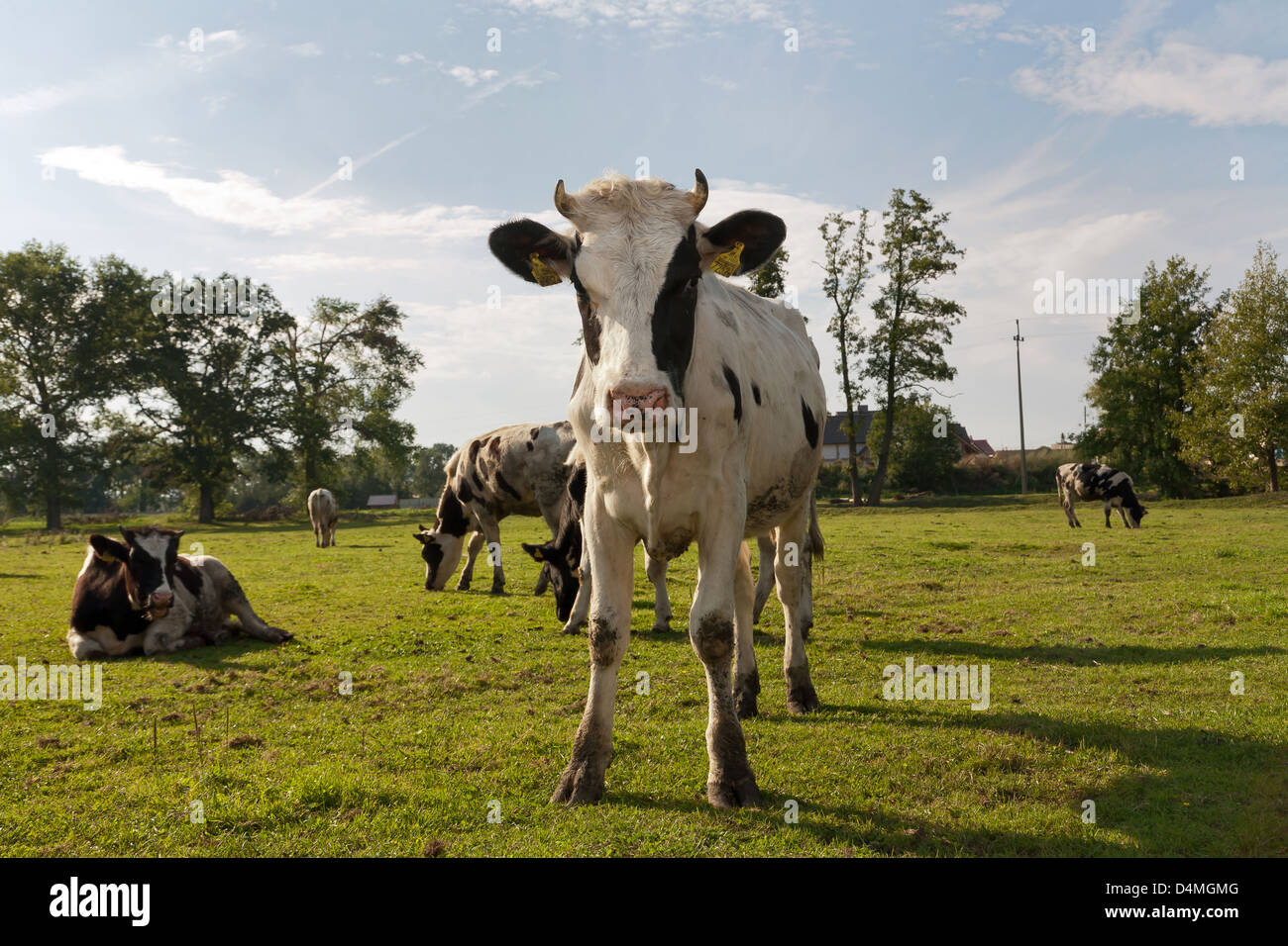 Polish lawn rasenflaeche hi-res stock photography and images - Alamy