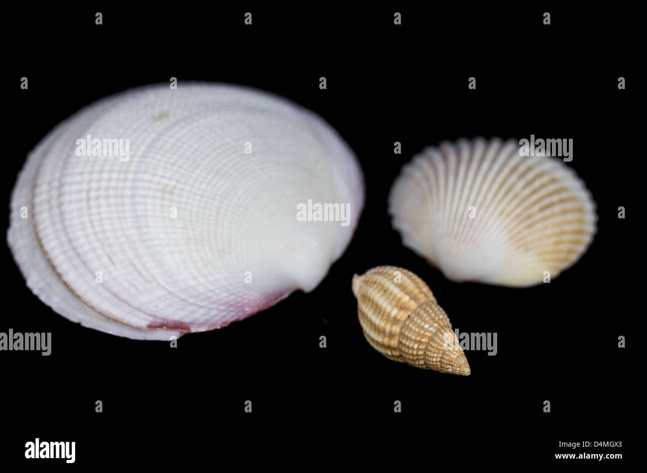 Amazing seashells photo in black background Stock Photo - Alamy