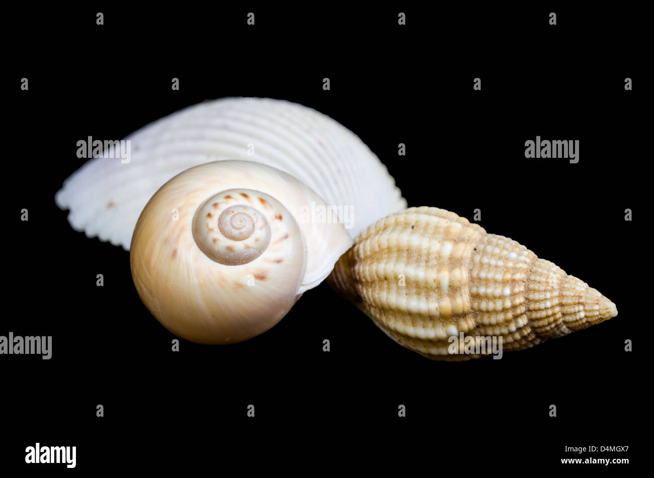 Amazing seashells photo in black background Stock Photo - Alamy