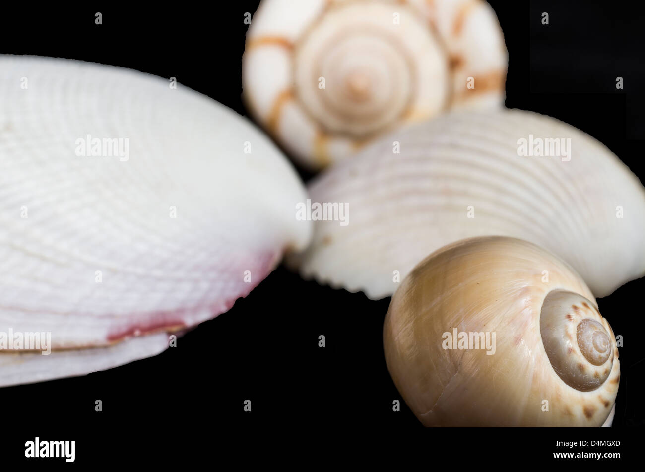 Amazing seashells photo in black background Stock Photo - Alamy