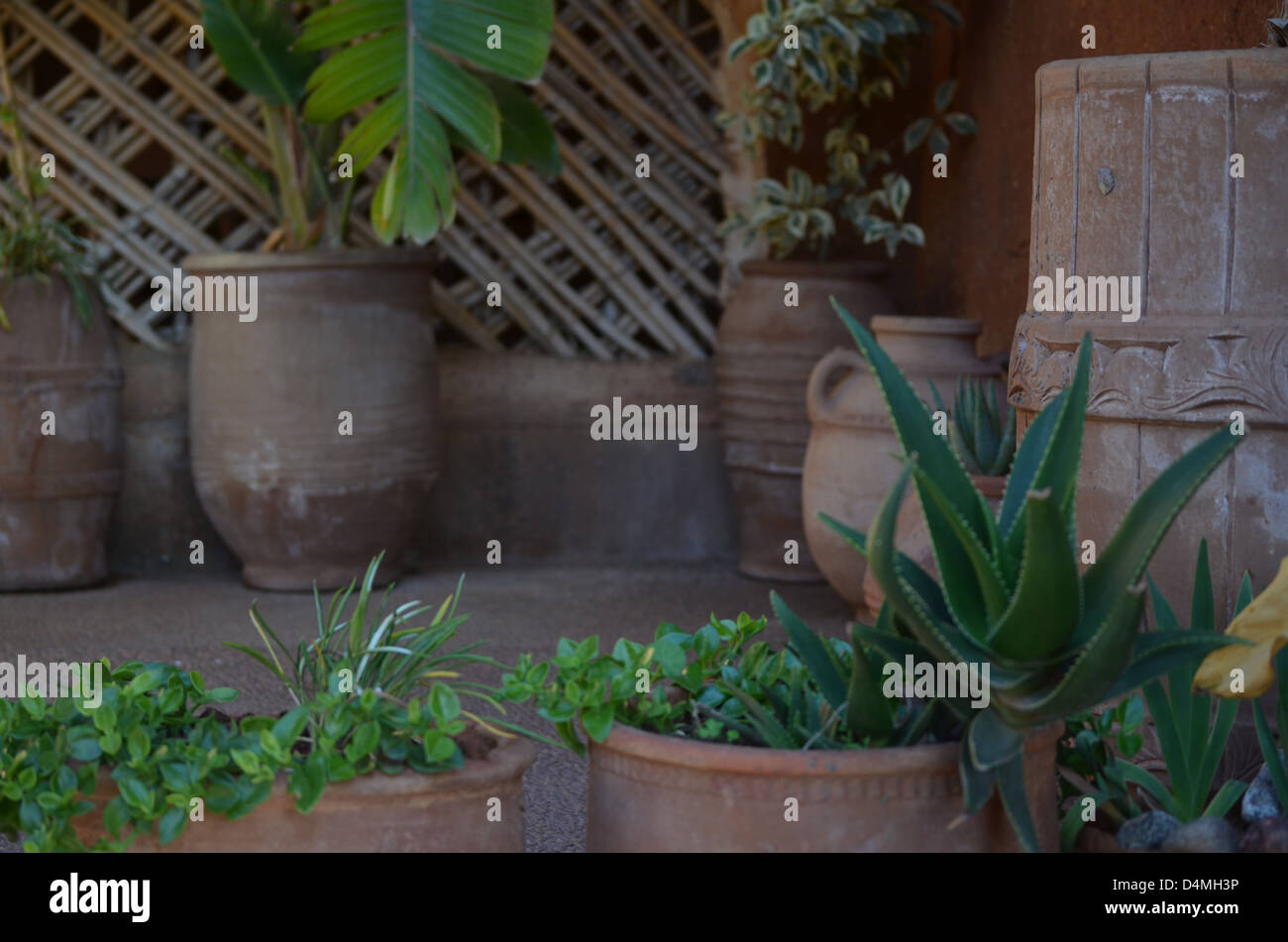 Moroccan terracotta garden with palm leaf and cactus Stock Photo - Alamy
