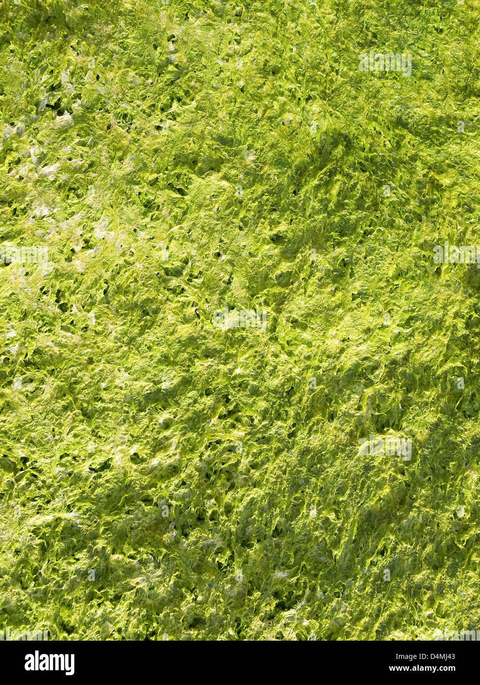Algae green background. An abstract background Stock Photo - Alamy