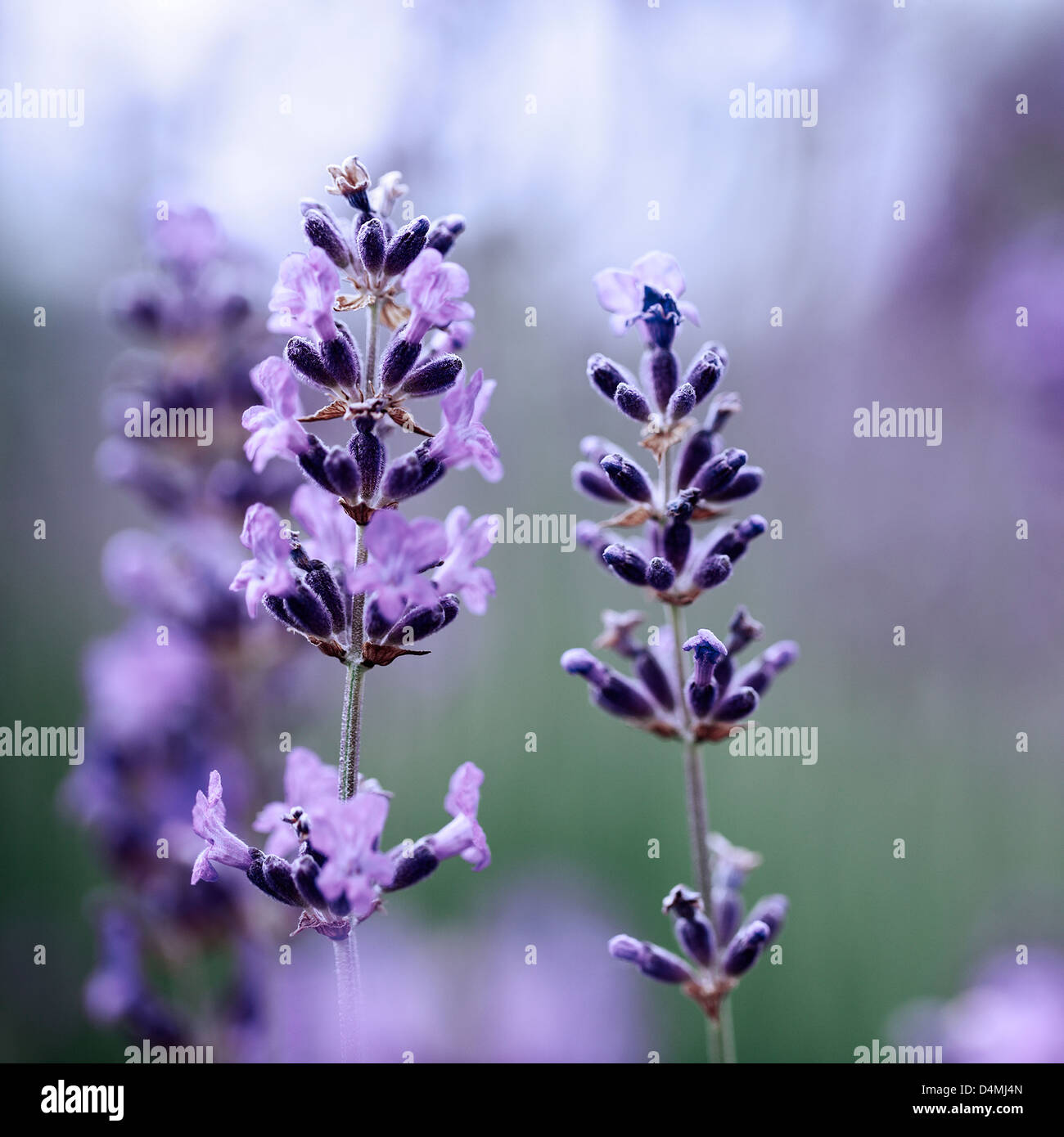 Lavender square hi-res stock photography and images - Alamy