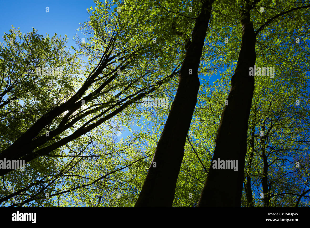 Looking up into the trees on a summer day at Blickling Woods, Norfolk ...