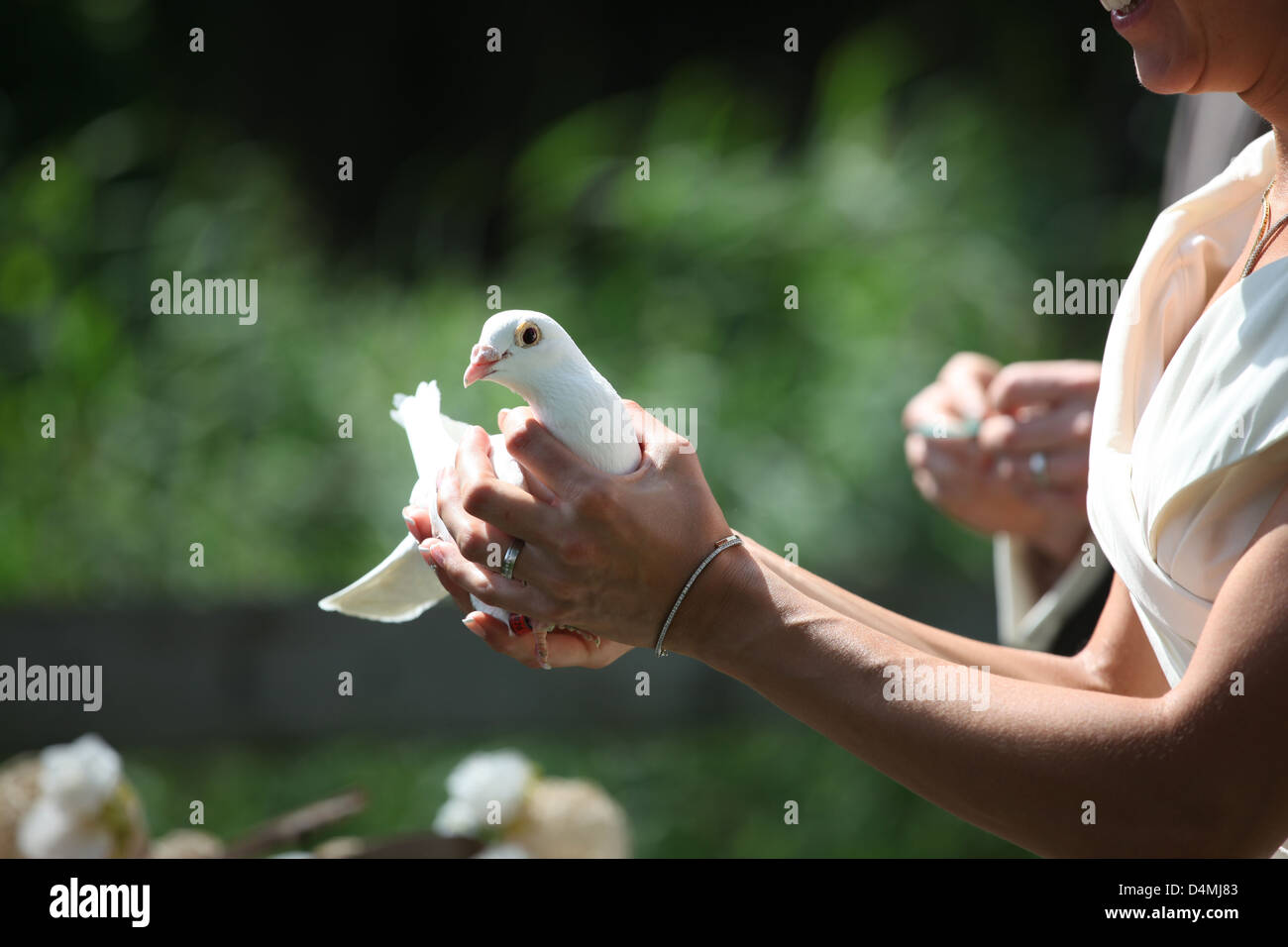 Images Of White Doves For Weddings