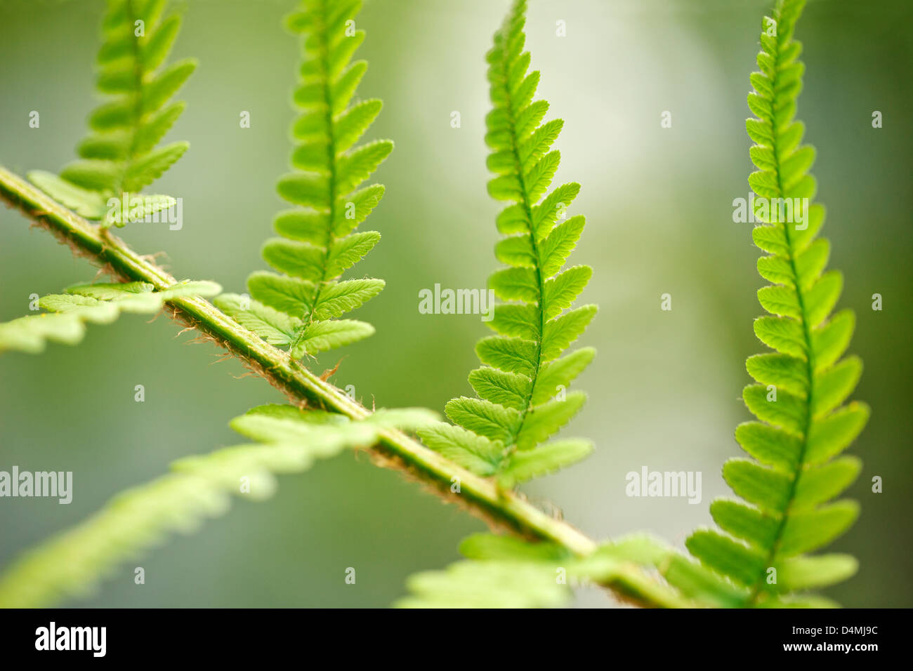 Shuttlecock fern hi-res stock photography and images - Alamy