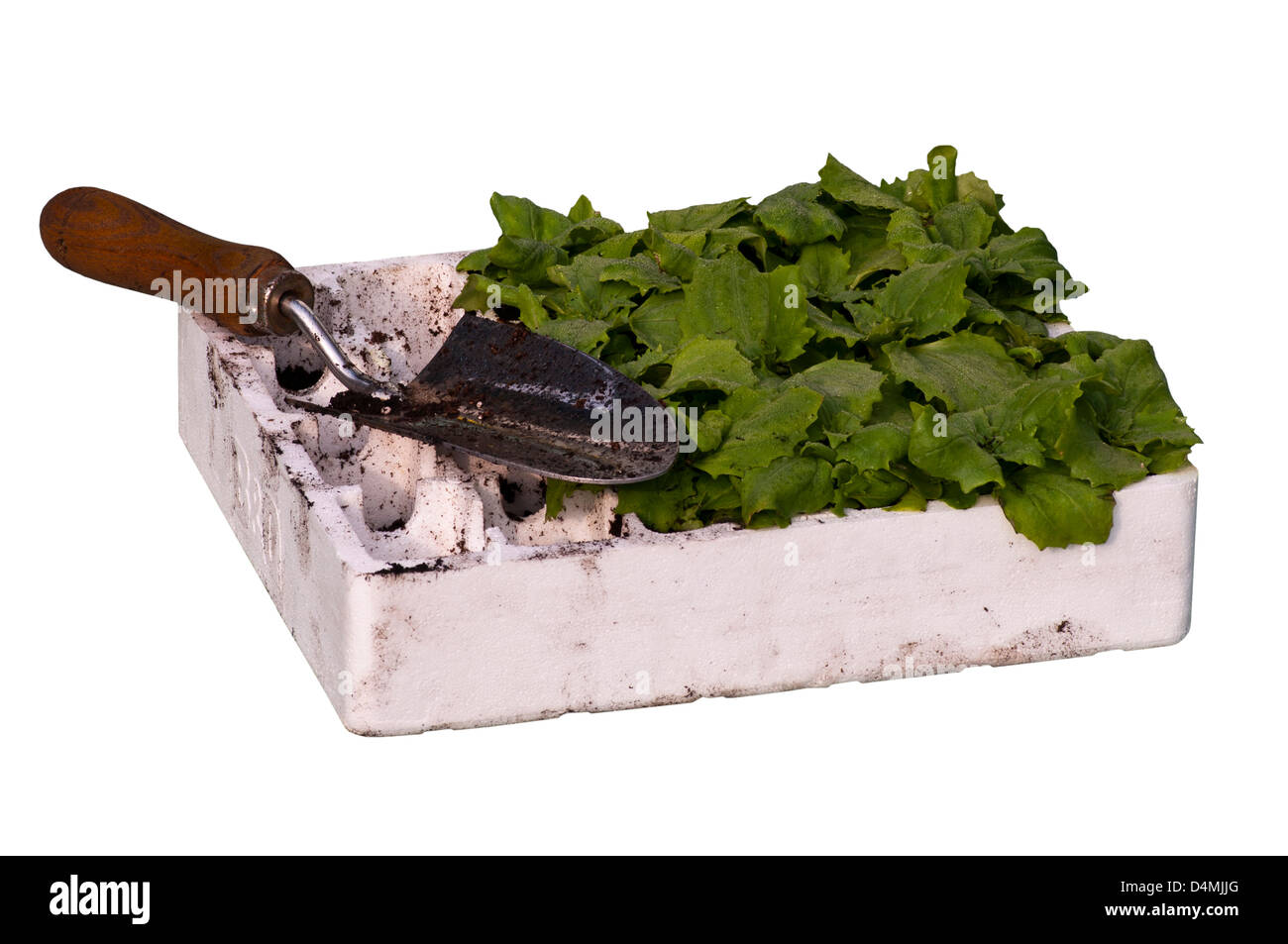 Bedding flowers Cut Out Stock Images & Pictures - Alamy